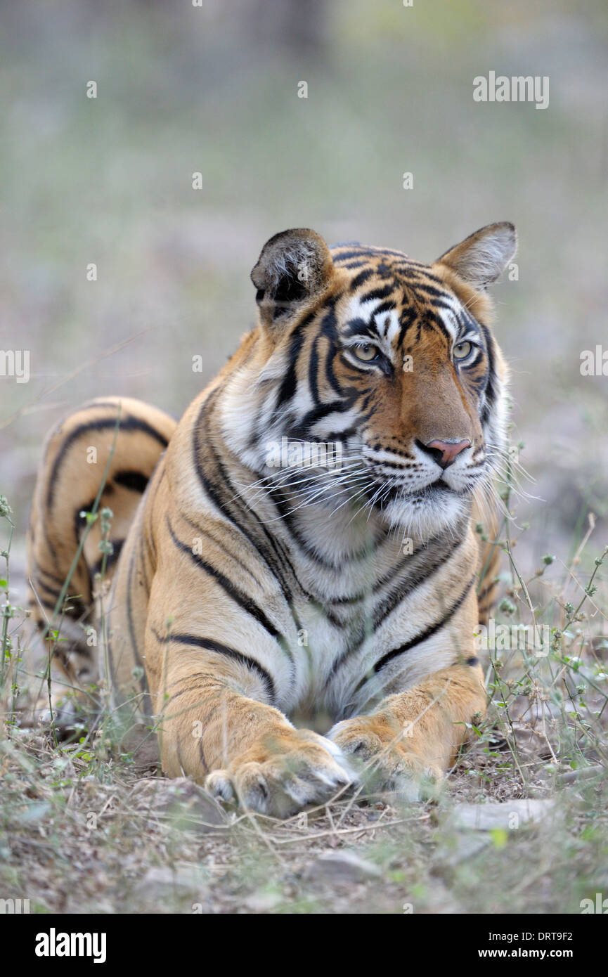 Adult male bengal tiger front view hi-res stock photography and images ...