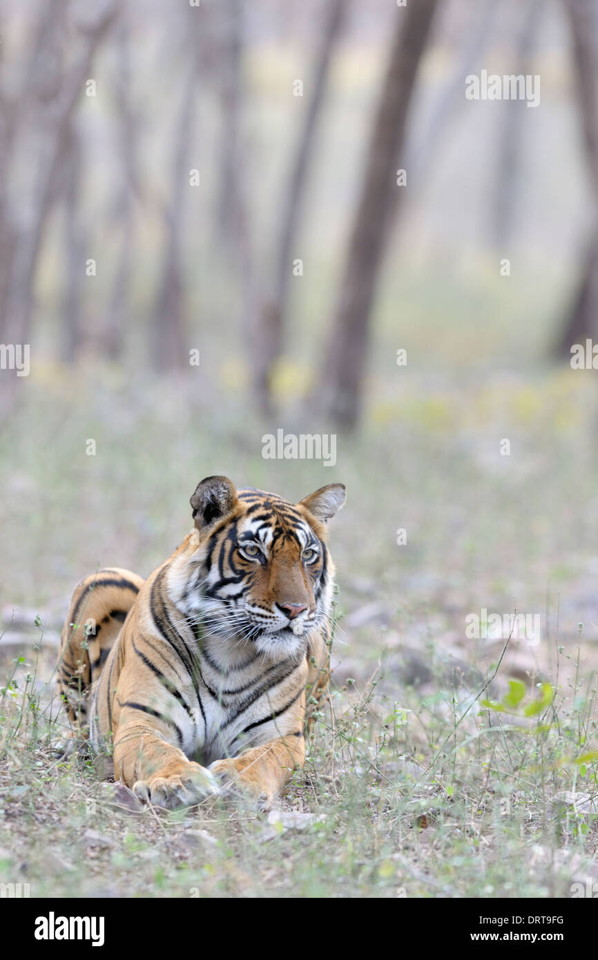 Tiger camouflage grass hi-res stock photography and images - Alamy