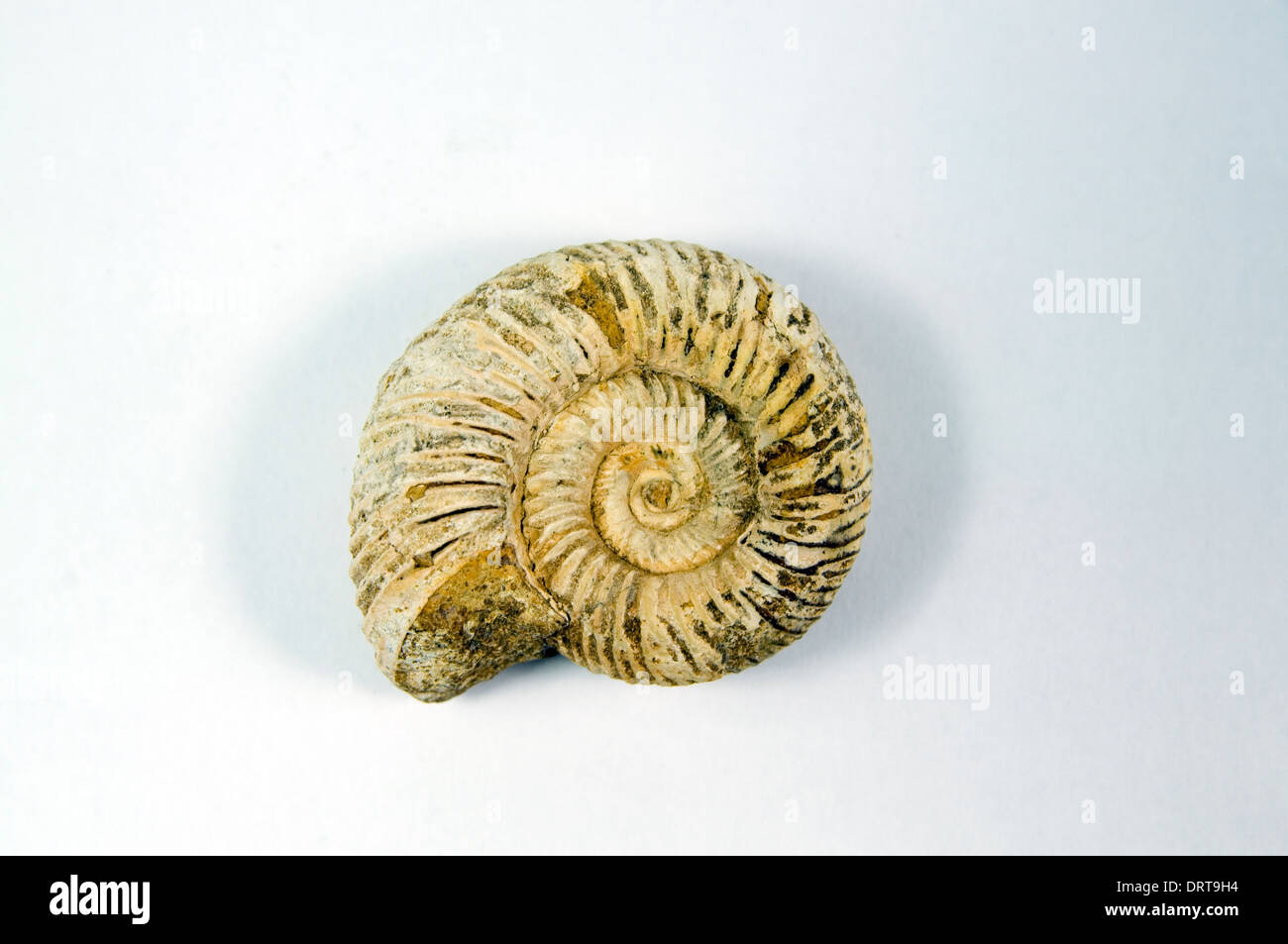 Ammonite fossil hi-res stock photography and images - Alamy