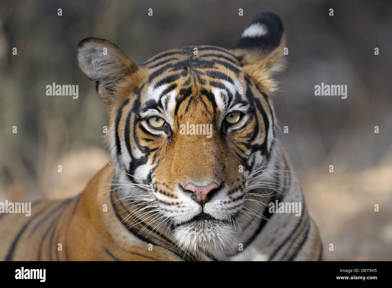Bengal tiger ( Panthera tigris tigris ) portrait Stock Photo - Alamy