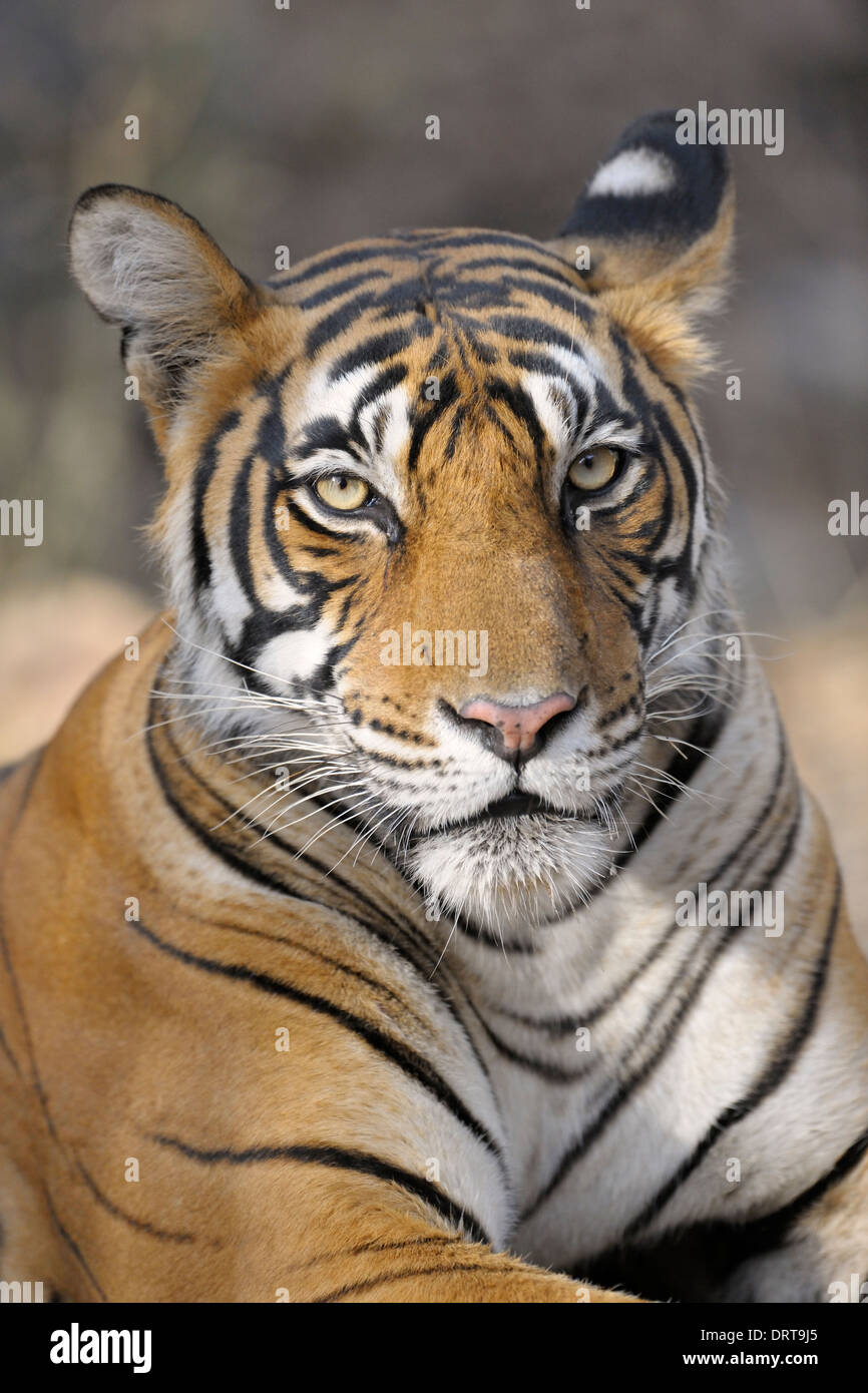 Tigris subspecies hi-res stock photography and images - Alamy