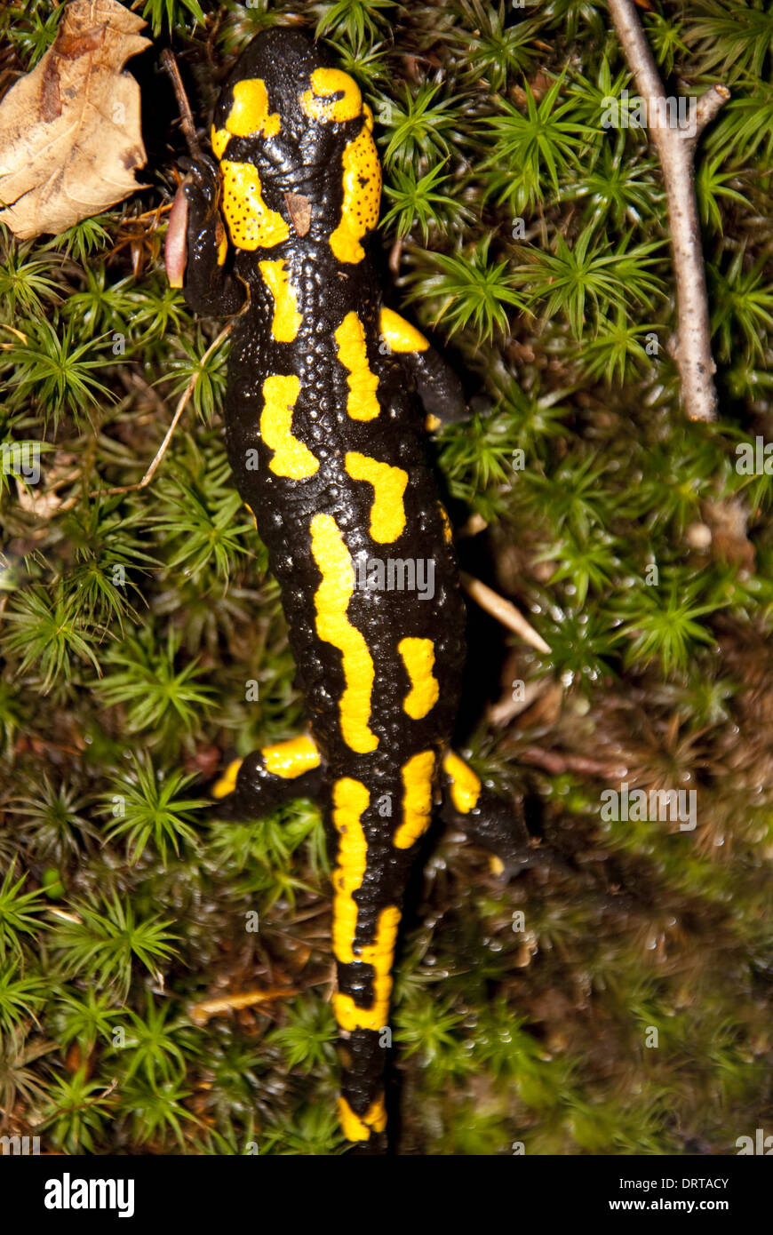 Firesalamander hi-res stock photography and images - Alamy