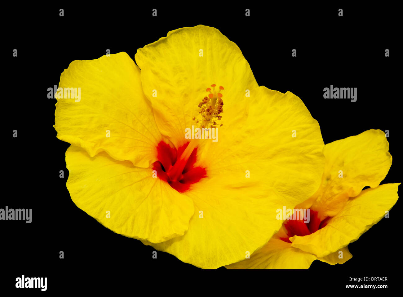 Gelbe hi-res stock photography and images - Alamy