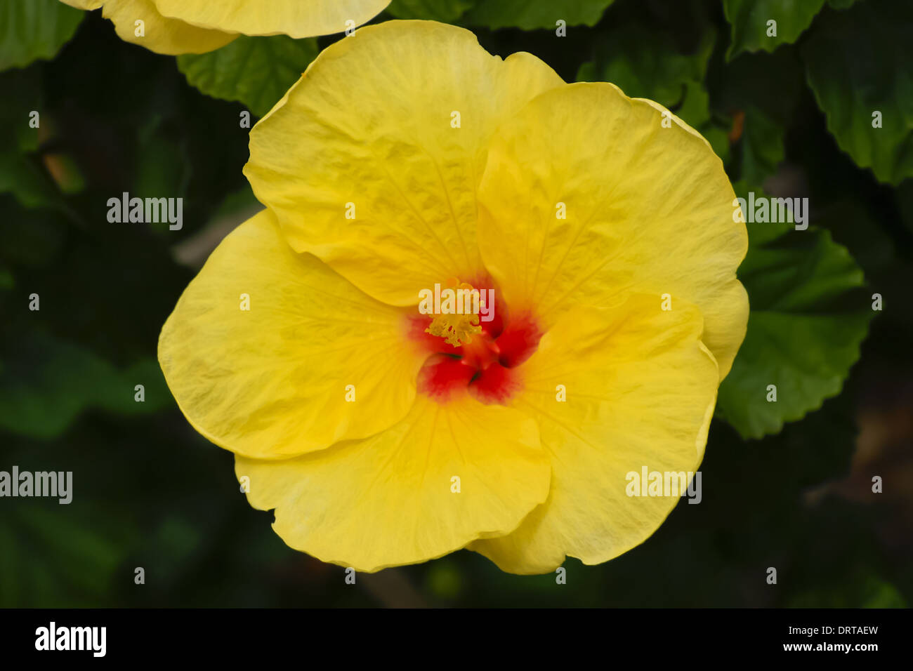 Gelbe hi-res stock photography and images - Alamy