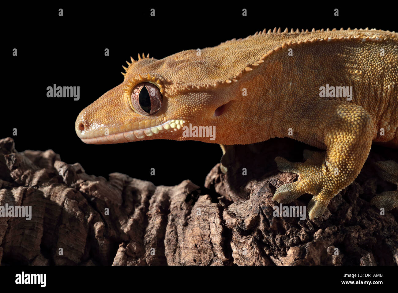 Side view of a new Caledonian crested gecko (Rhacodactylus ciliatus) on ...