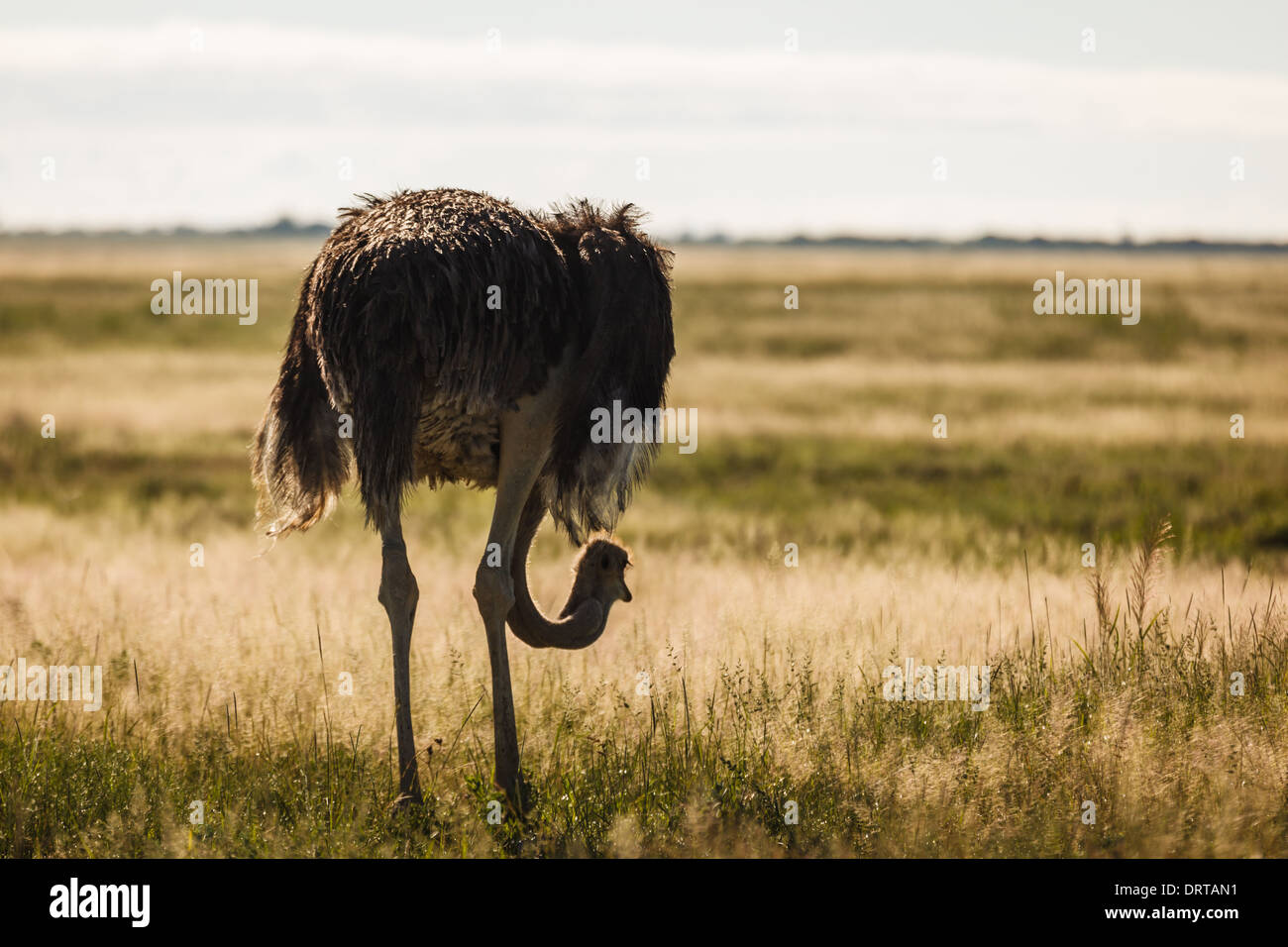Strythio camelus hi-res stock photography and images - Alamy