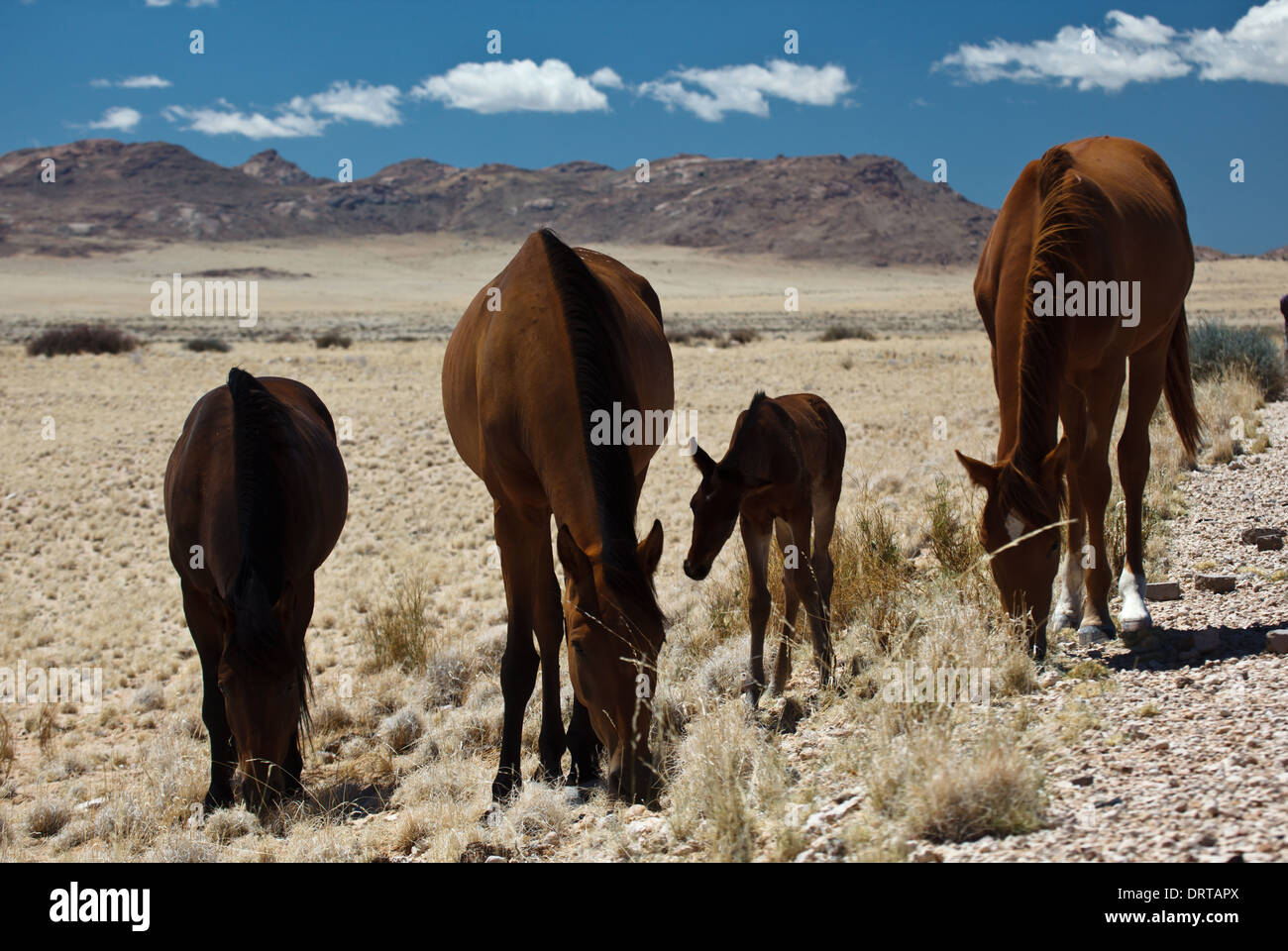 Namibian Family High Resolution Stock Photography and Images - Alamy