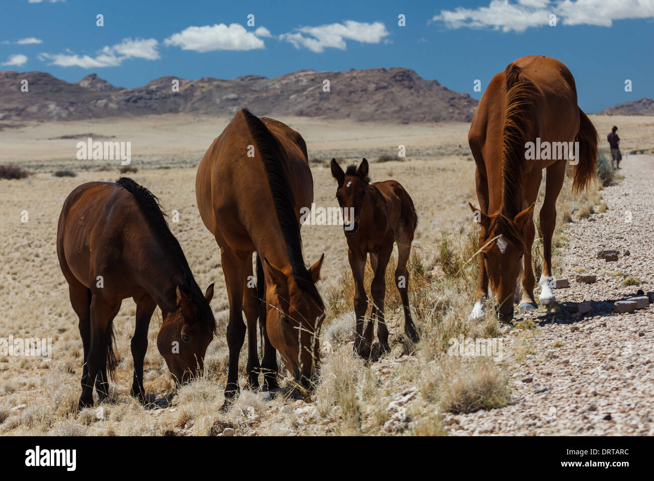 Family of wild horses graze on meager vegetation on Namibian Desert in ...