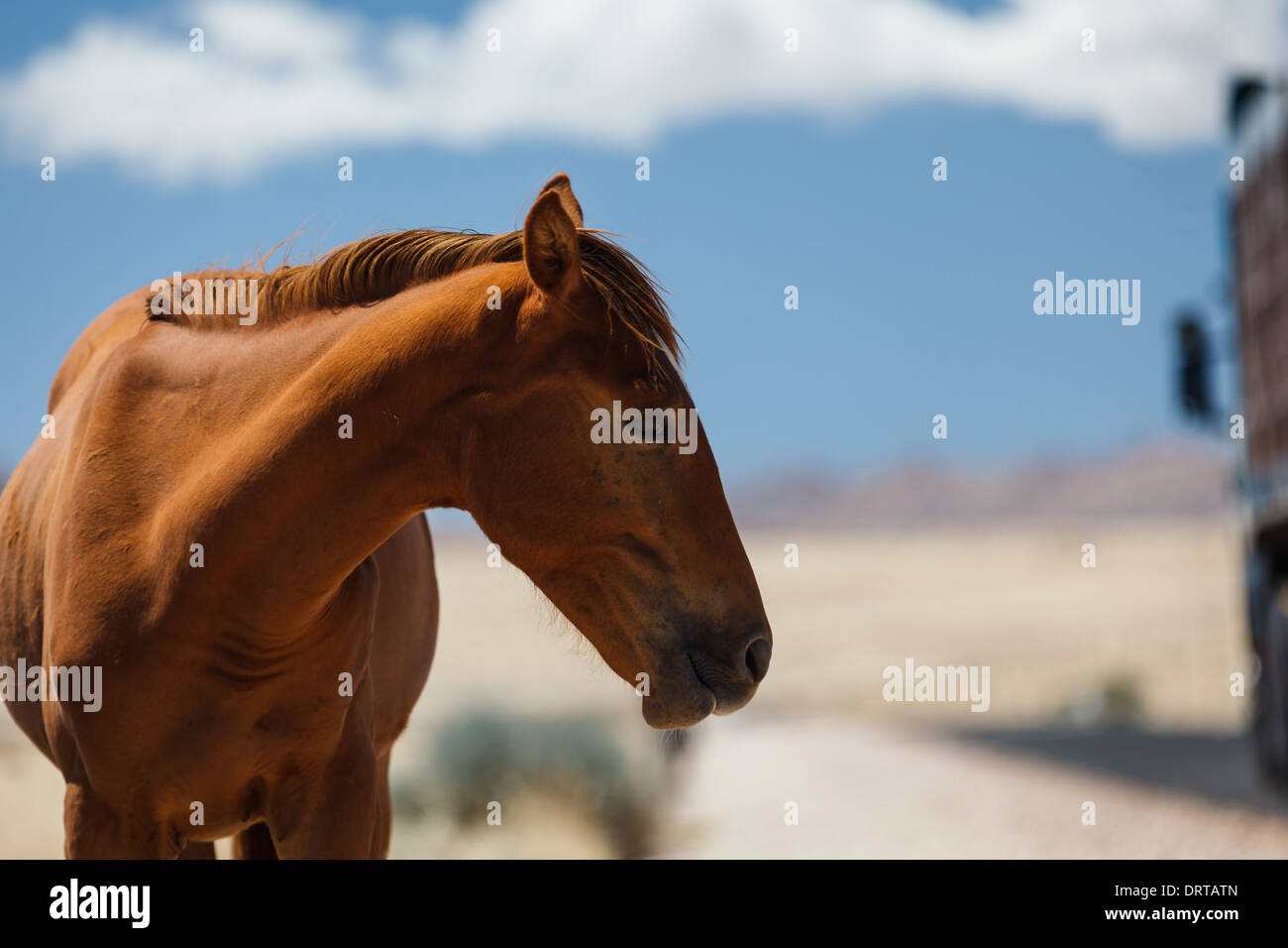 Close up side view of wild horse head on Namibian desert Stock Photo ...