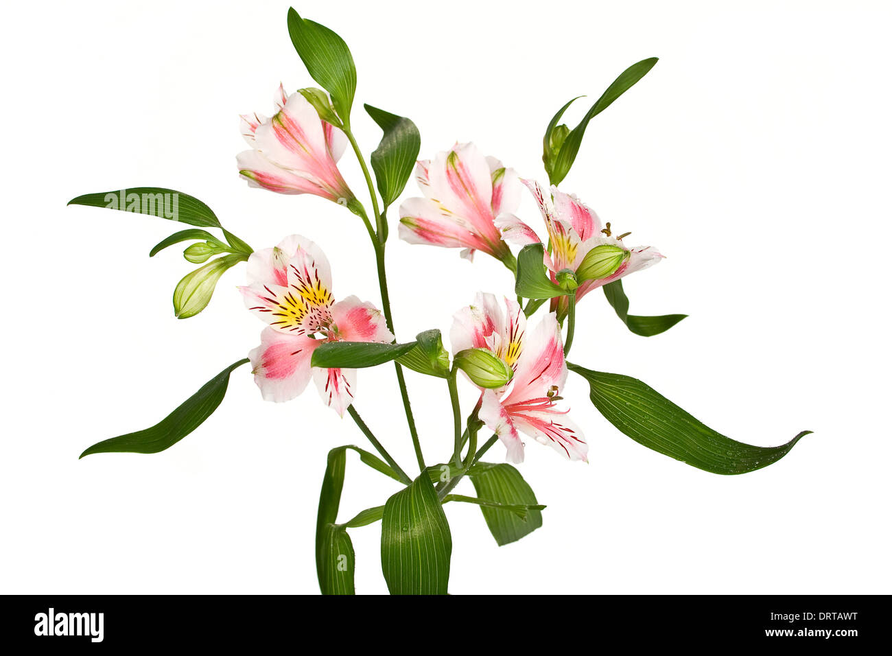 spring flowers on white background Stock Photo - Alamy