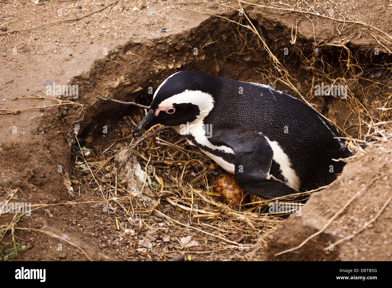 African penguin Spheniscus demersus sits on eggs in nest in mud of the ...