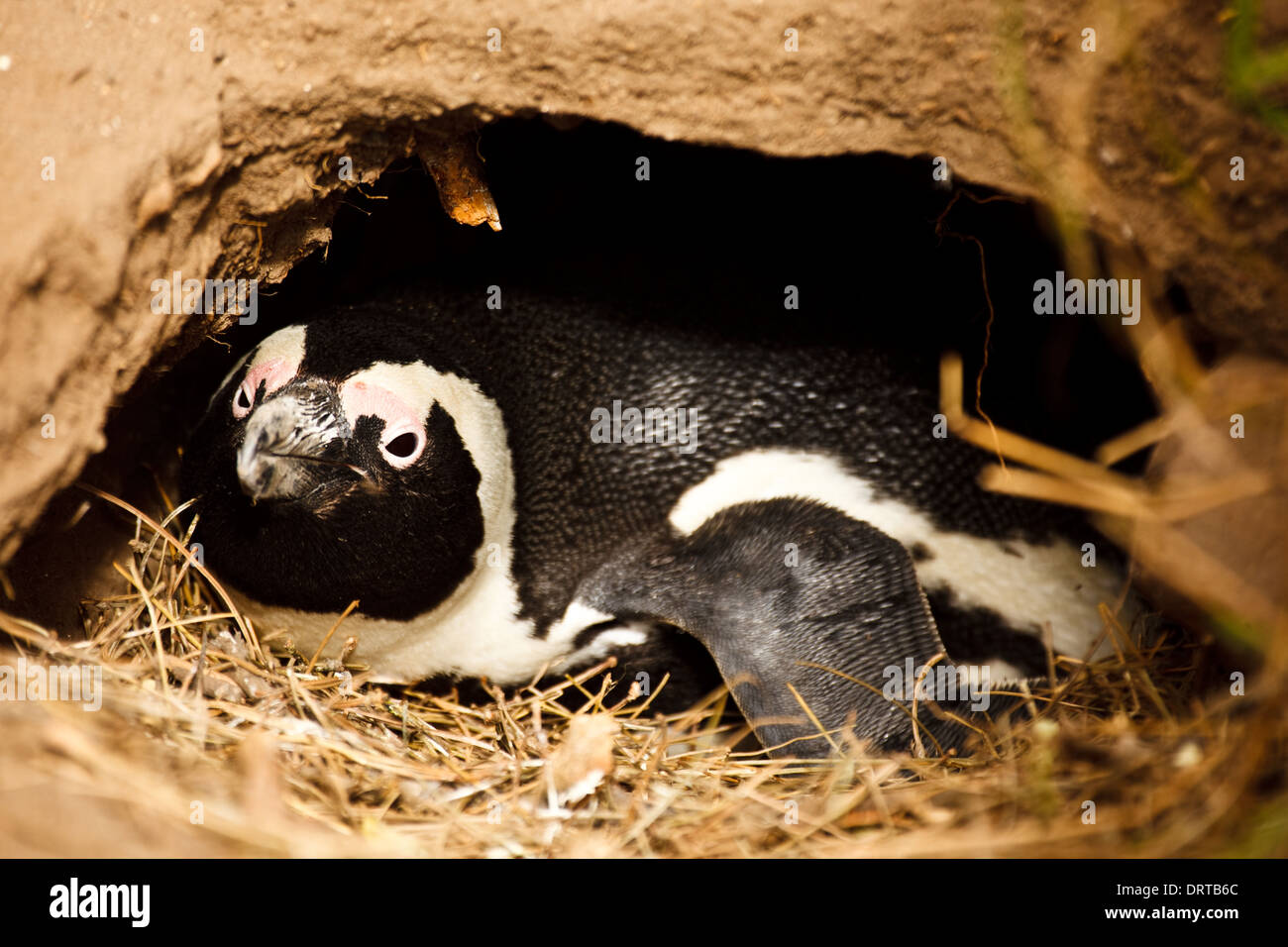 African Penguin Nest High Resolution Stock Photography and Images - Alamy