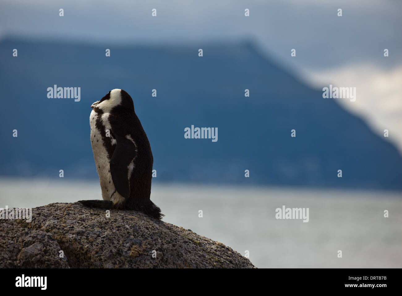 Penguin like hi-res stock photography and images - Alamy