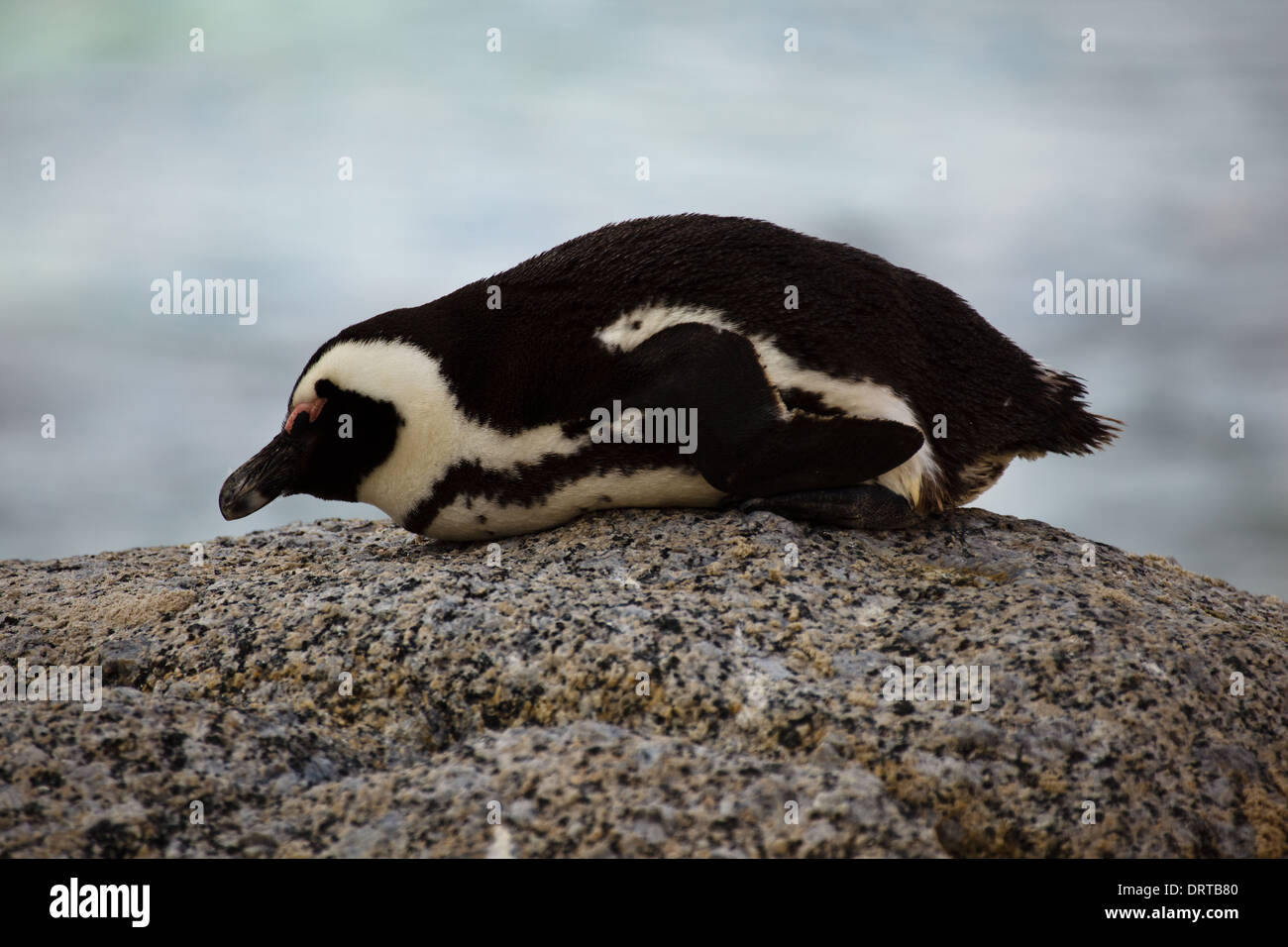 Penguin breeding ground hi-res stock photography and images - Alamy