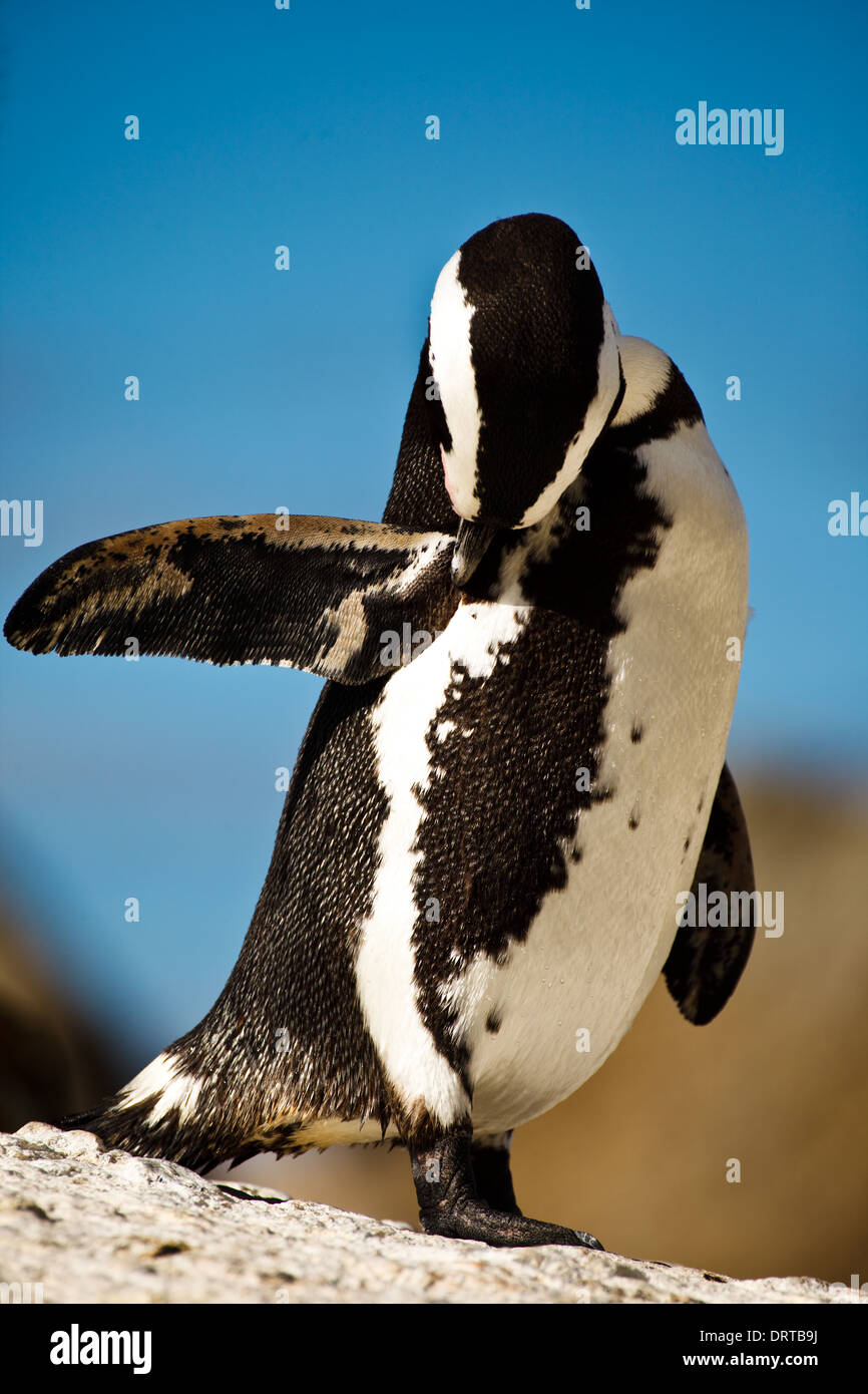 Penguin Wing Up High Resolution Stock Photography and Images - Alamy