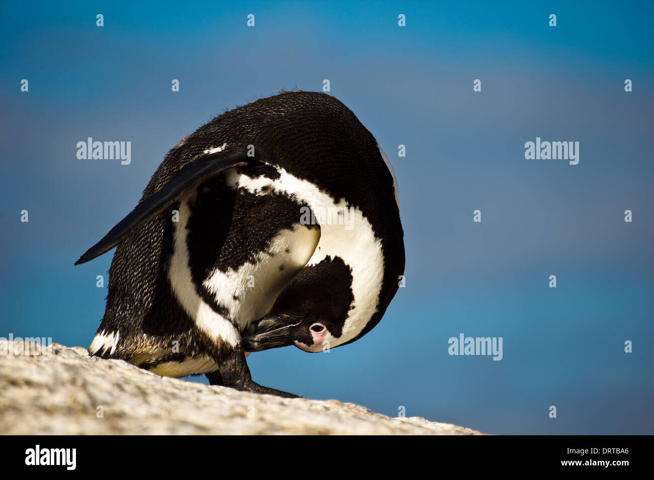 African penguin Spheniscus demersus cleaning his belly Stock Photo - Alamy