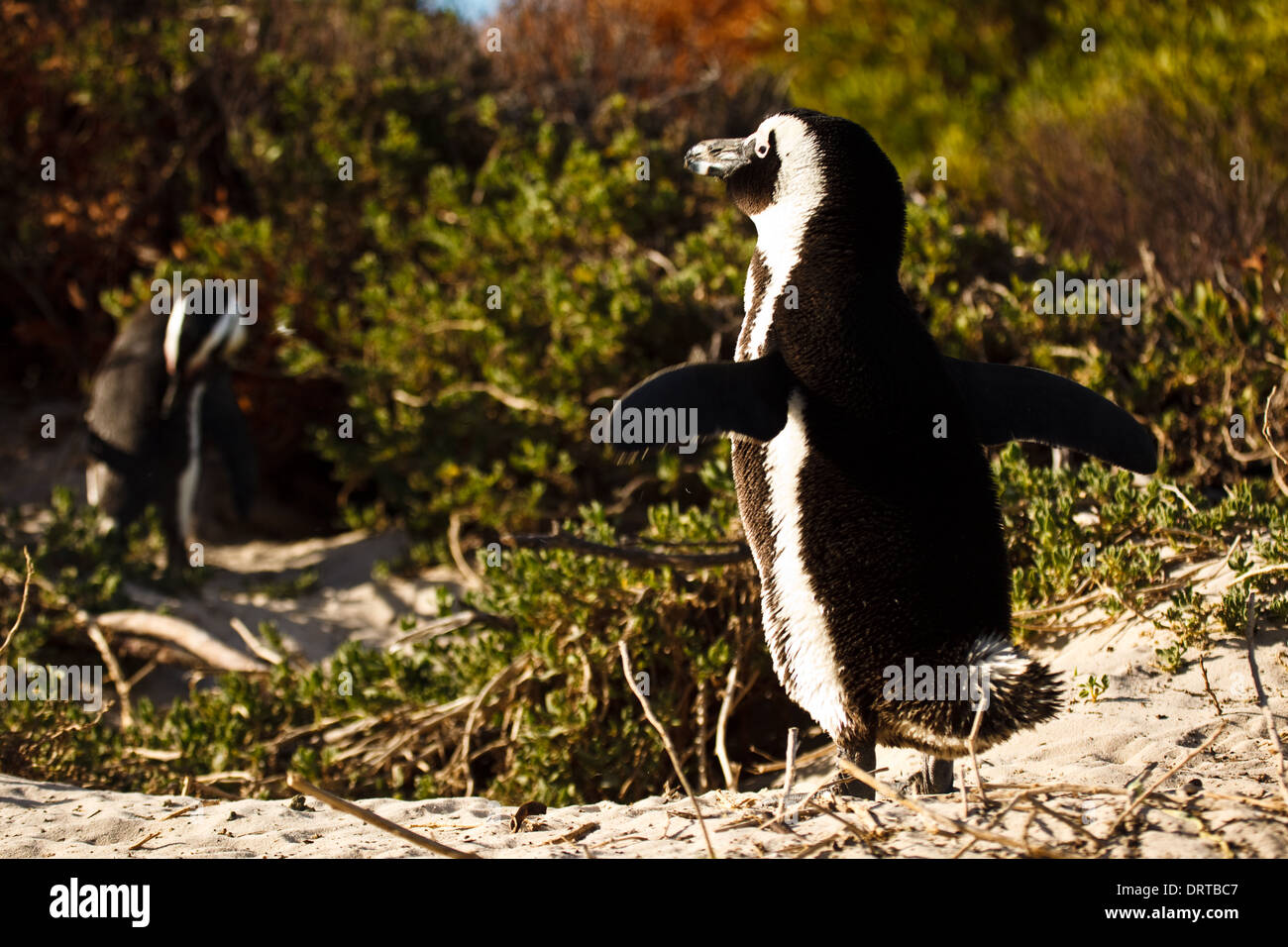 African penguin baby hi-res stock photography and images - Alamy