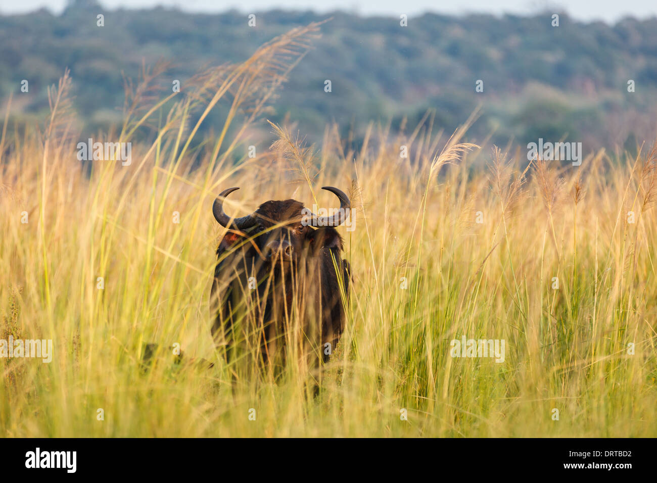Cape buffalo stands in the grass in Namibian wildlife preserve Africa ...