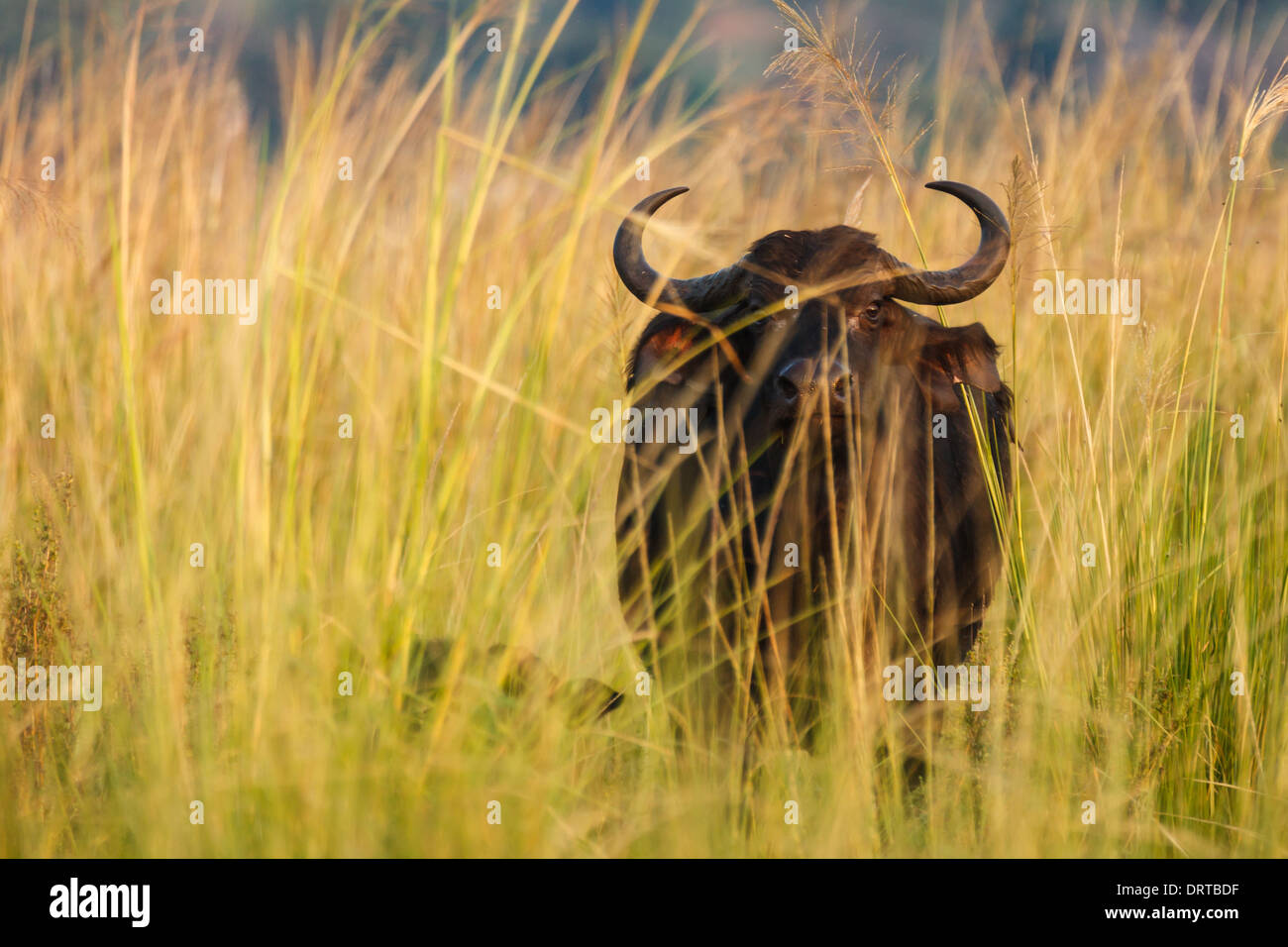 Cape buffalo stands in the grass in Namibian wildlife preserve Africa ...