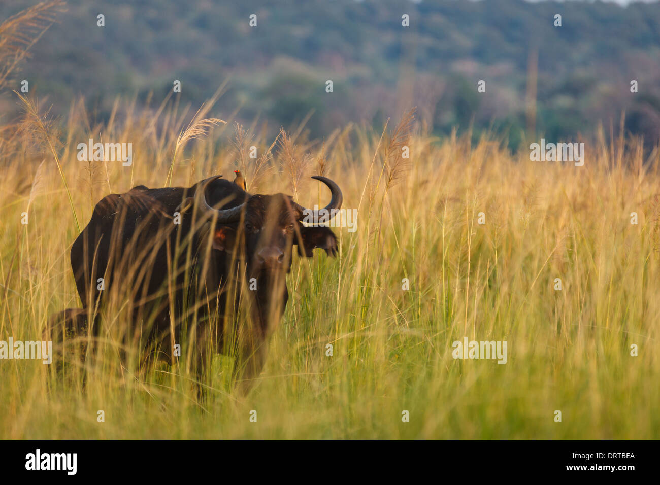 Cape buffalo emerges from the grass in Namibian wildlife preserve ...