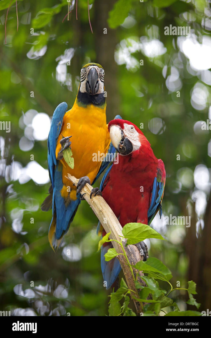 Macaw native hi-res stock photography and images - Alamy