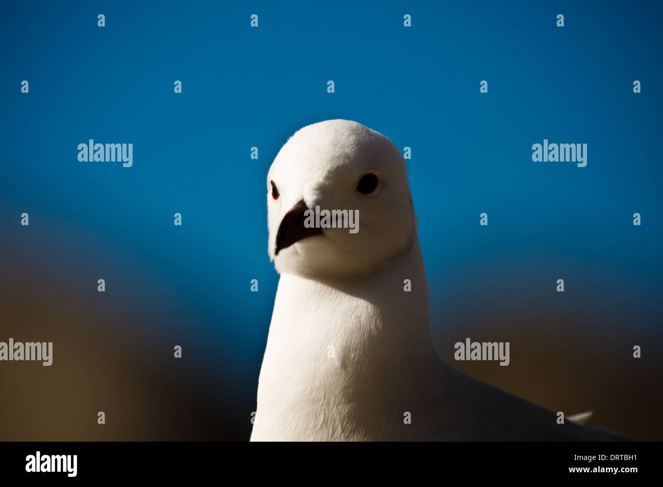 Thin birds hi-res stock photography and images - Alamy