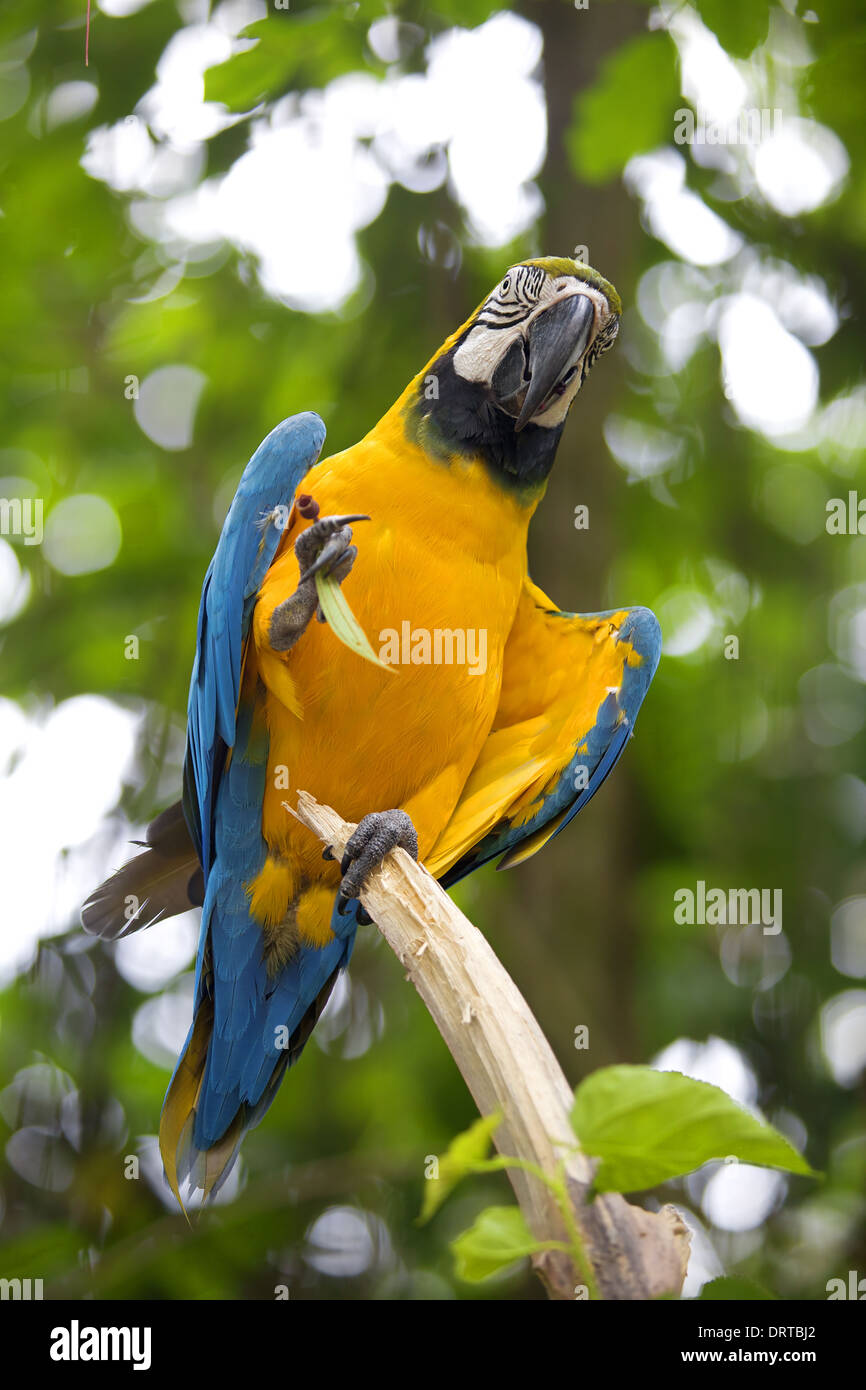 Black macaw hi-res stock photography and images - Alamy
