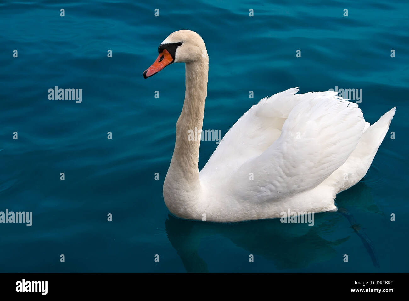 Fowl posture hi-res stock photography and images - Alamy