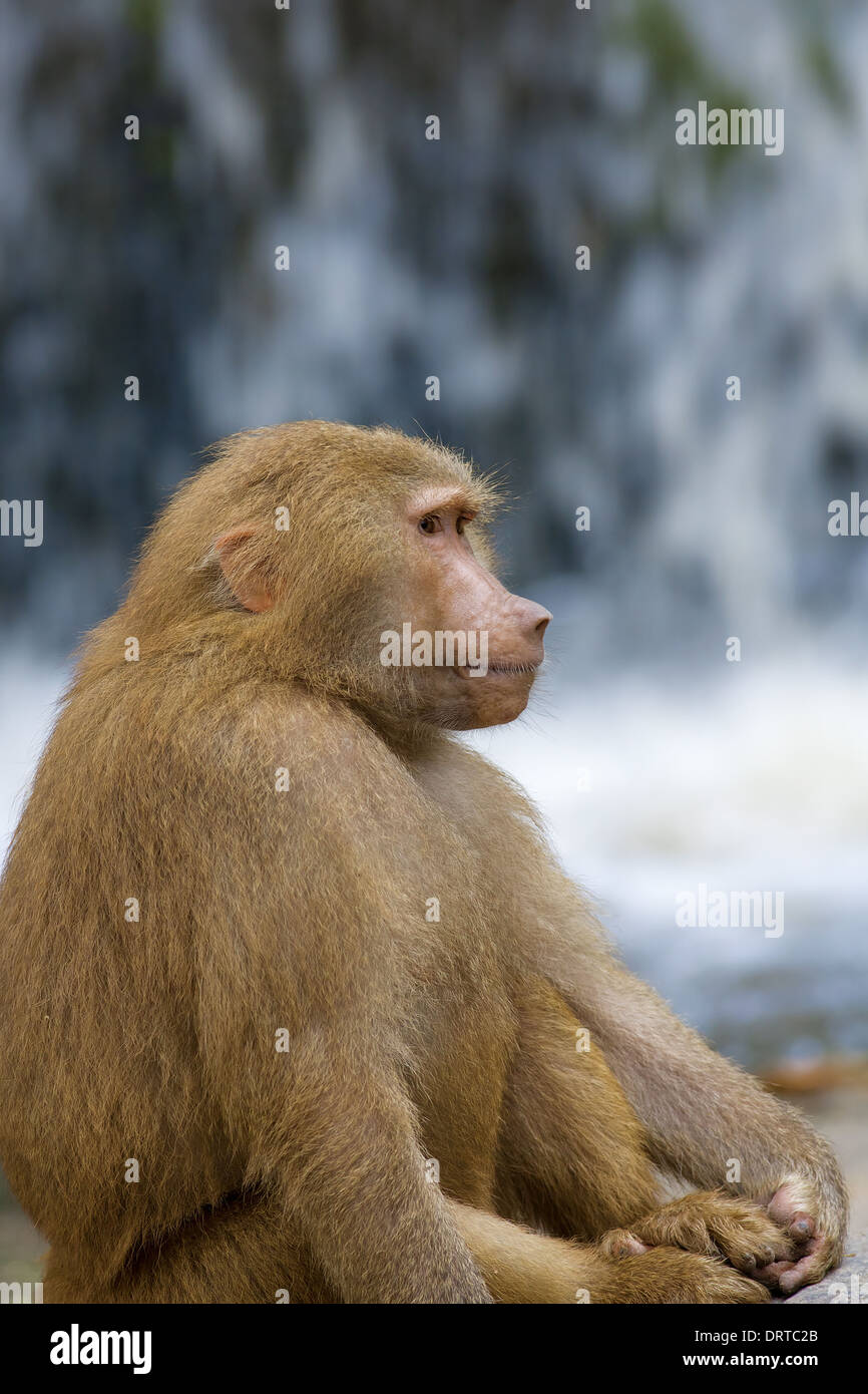 Babuin hi-res stock photography and images - Alamy