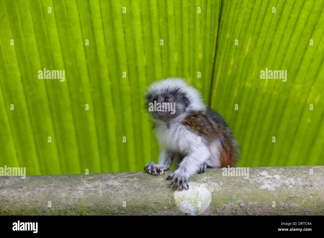 Tamarin baby hi-res stock photography and images - Alamy