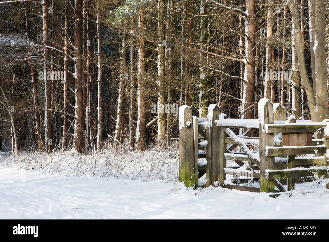Snow and Trees at Castle Eden Walkway, Teesside, England Stock Photo ...