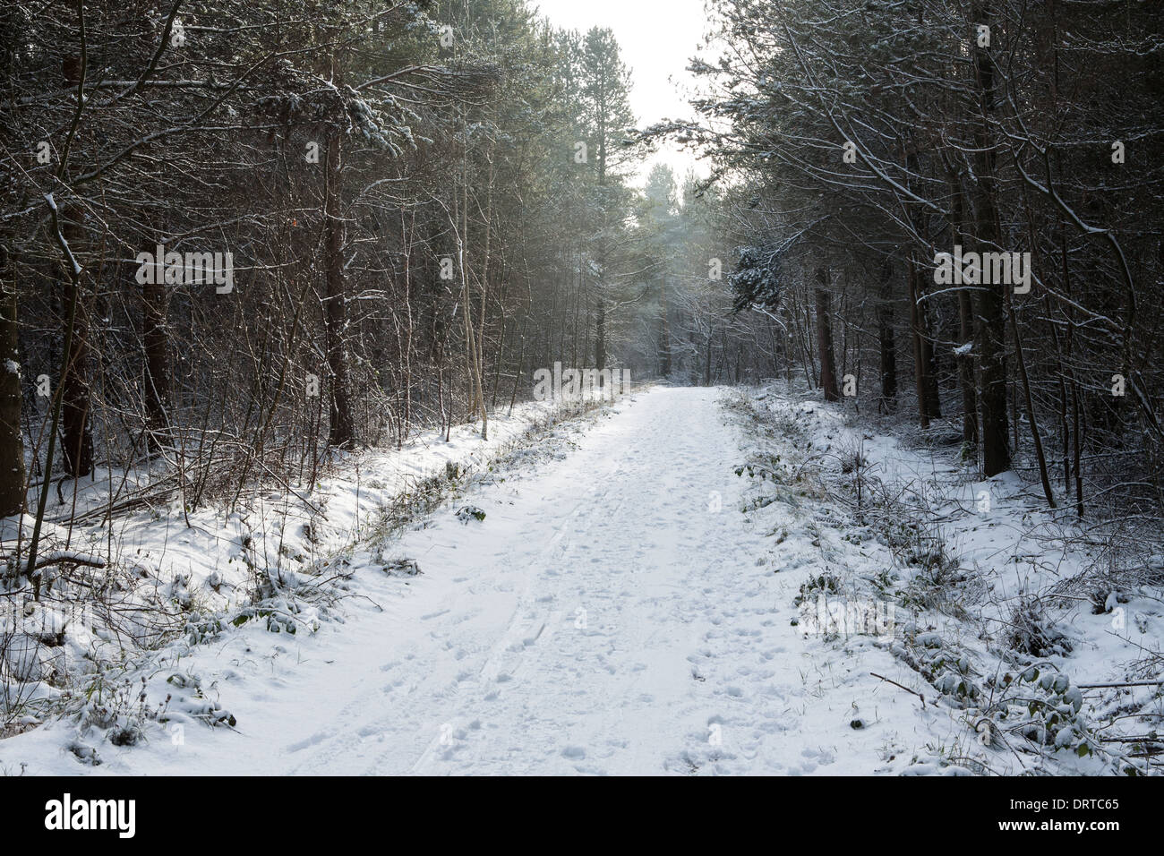Snow and Trees at Castle Eden Walkway, Teesside, England Stock Photo ...