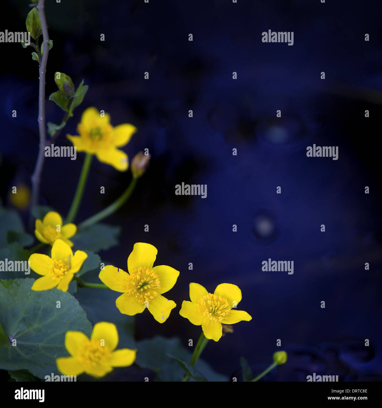 Lesser celandine woodland hi-res stock photography and images - Alamy