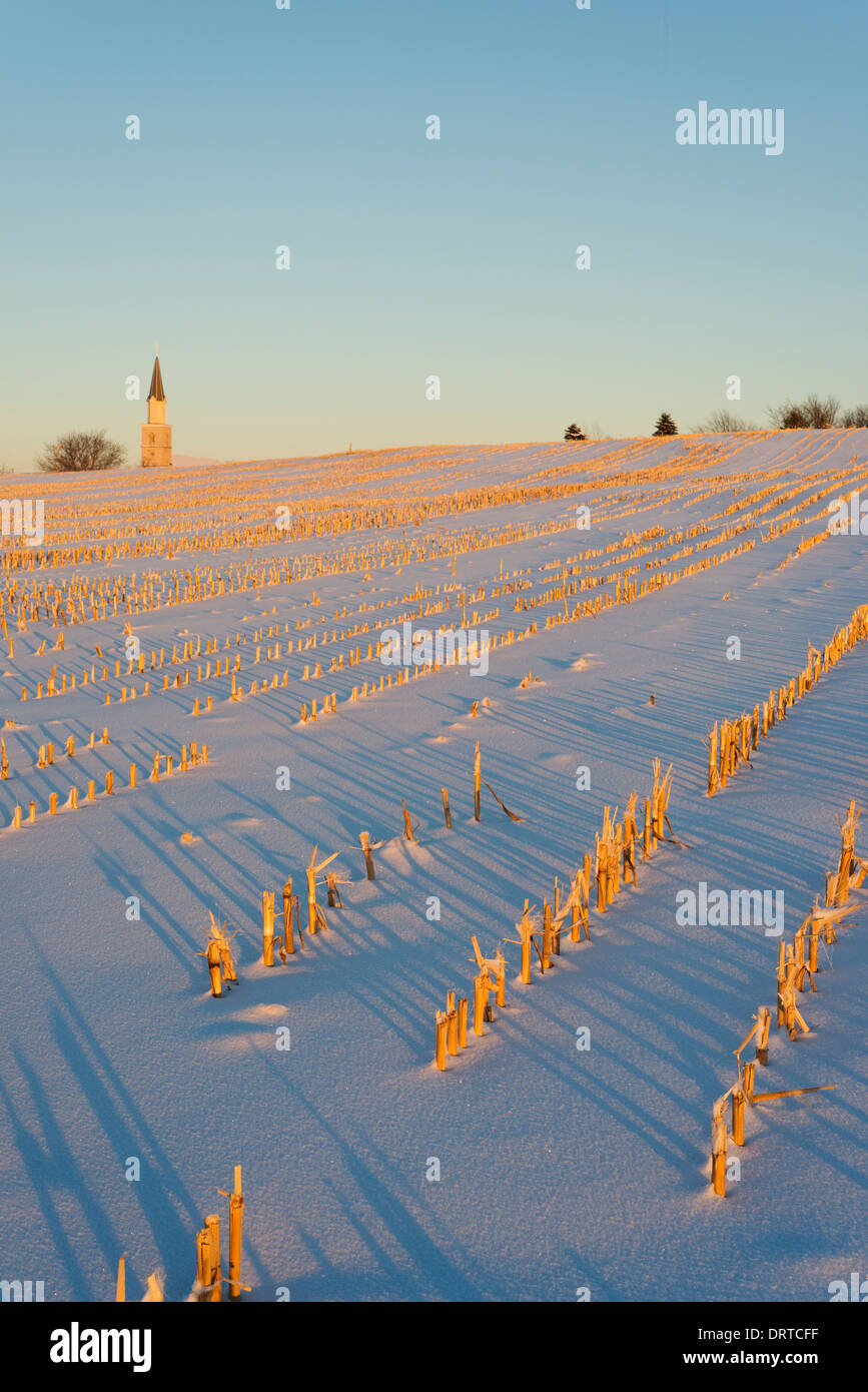 Corn stubble protruding through snow in a field with church steeple in ...