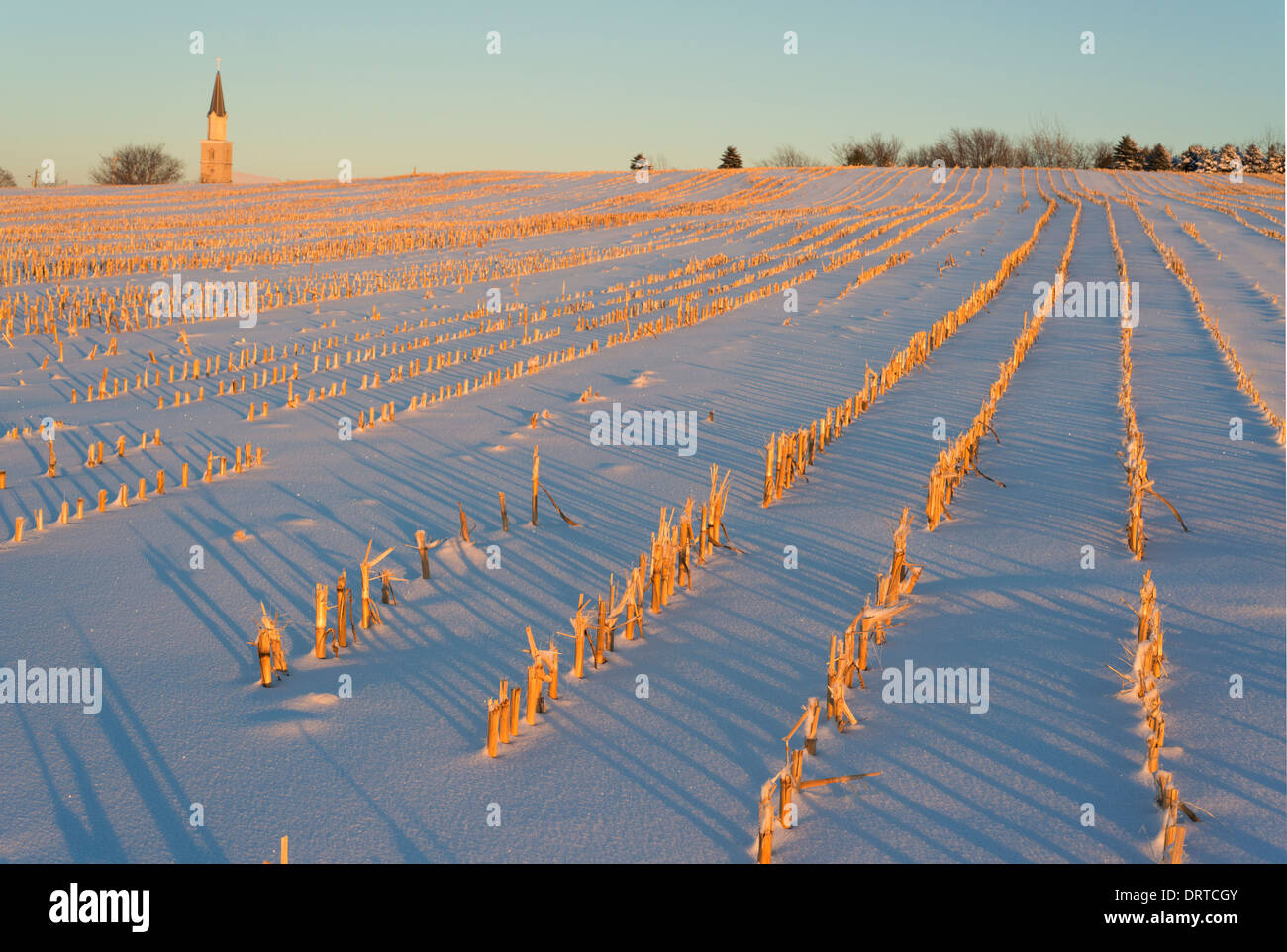 Corn stubble protruding through snow in a field with a church steeple ...