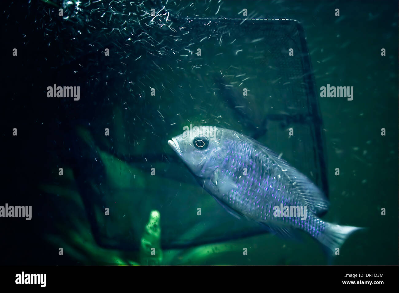 Fish pose catch hi-res stock photography and images - Alamy