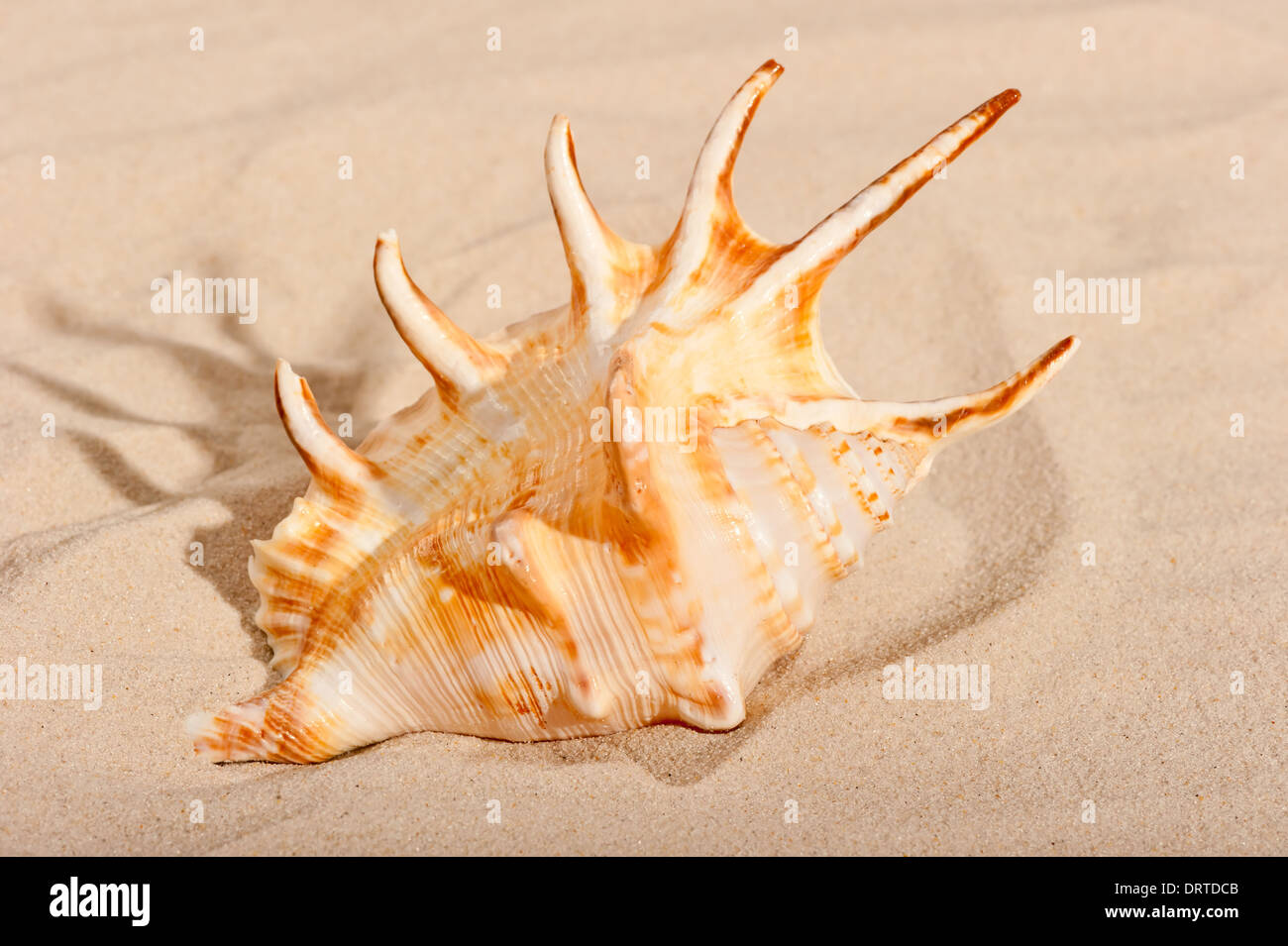 Big and beautiful hi-res stock photography and images - Alamy