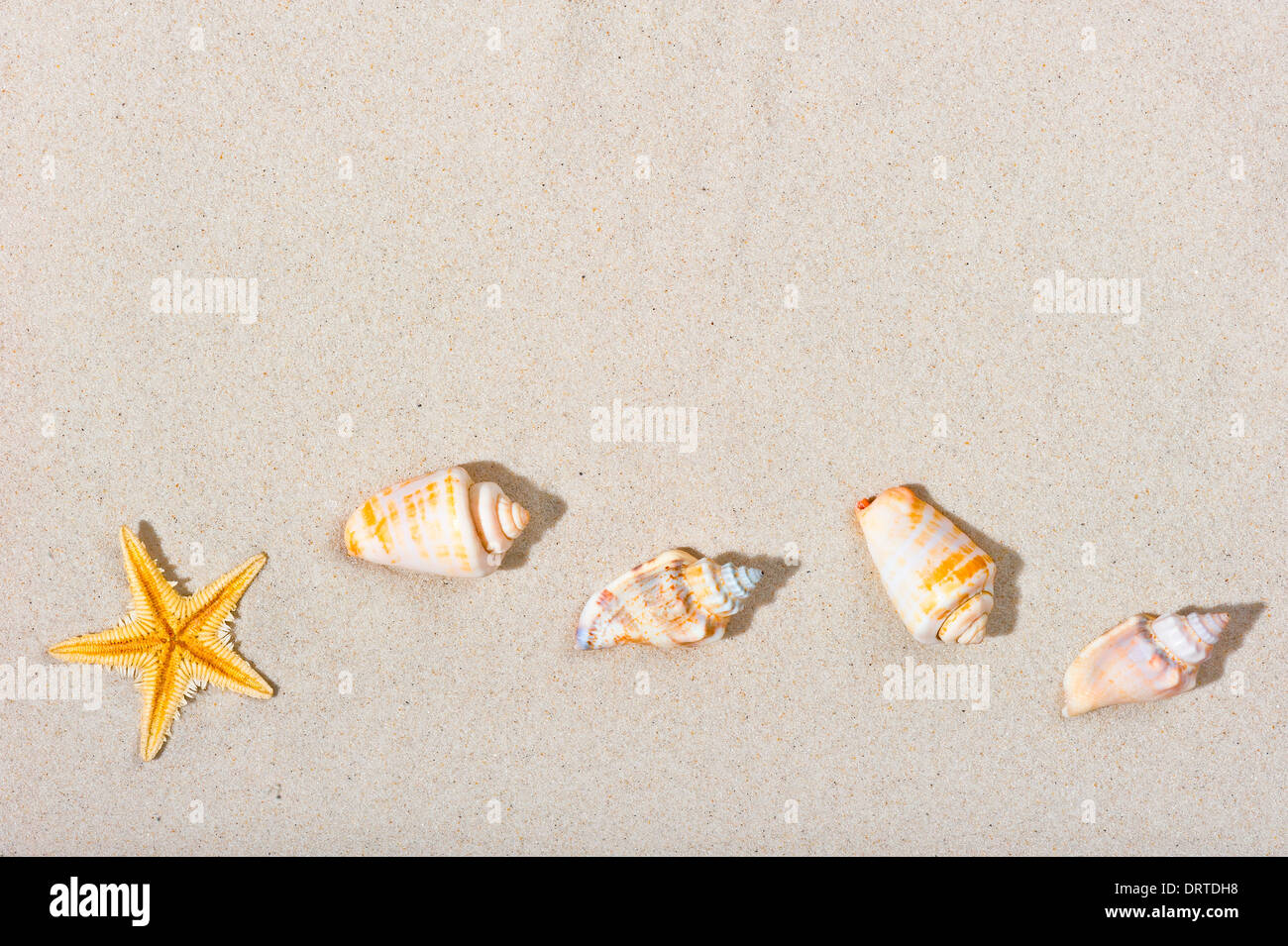 beautiful beach sand and sea creatures Stock Photo - Alamy