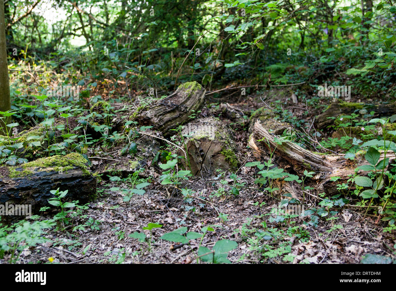 English woodland clearing with old logs Stock Photo - Alamy