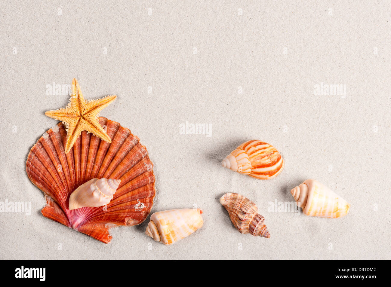 Beautiful seashells on sand hi-res stock photography and images - Alamy