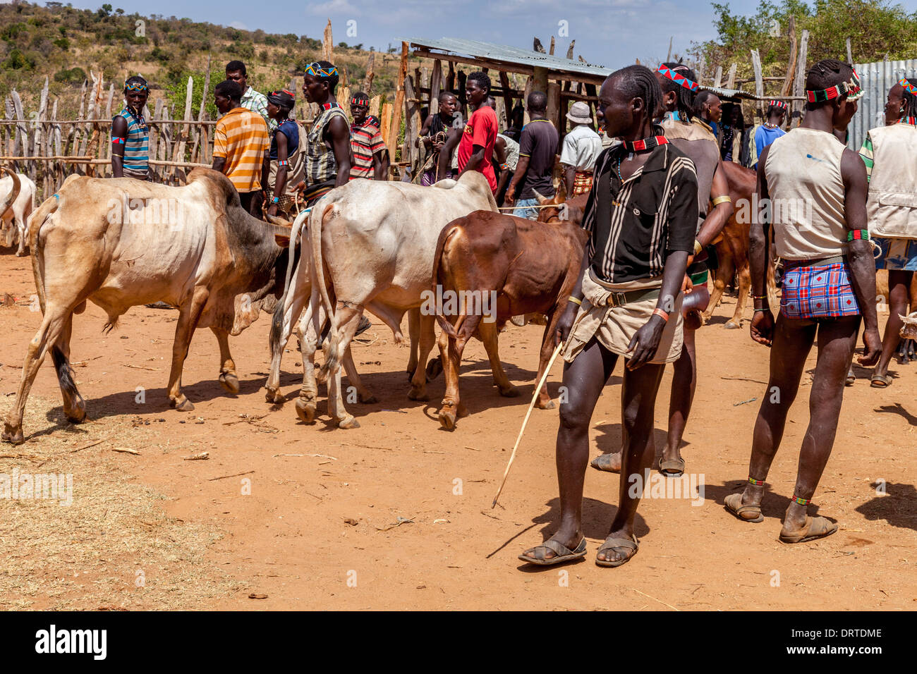The Thursday Livestock Market At Key Afar, Omo Valley, Ethiopia Stock ...