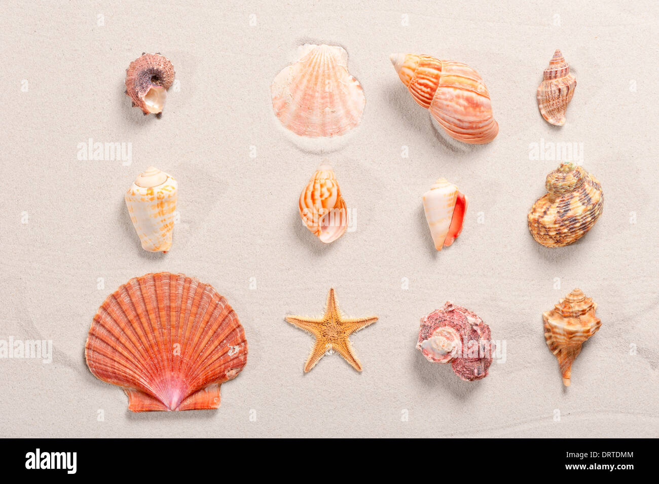 Seashells in sand on hi-res stock photography and images - Alamy