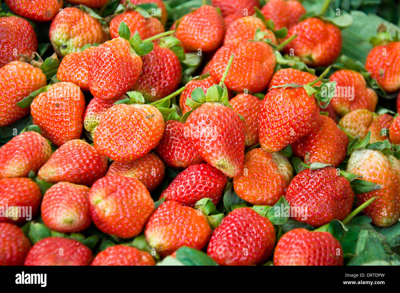 red strawberry fruit for food from nature Stock Photo - Alamy