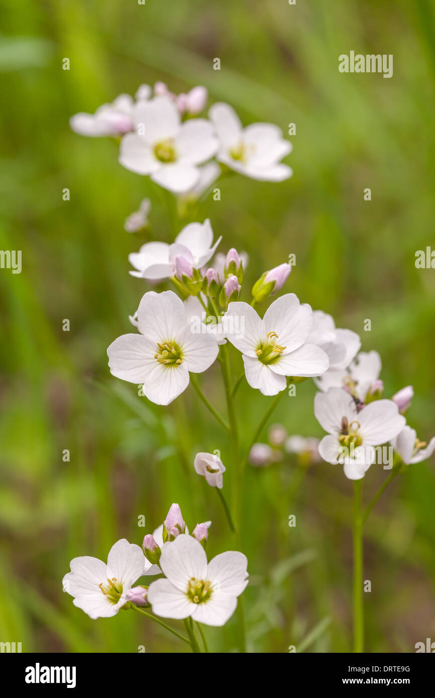 Cuckoo flower hi-res stock photography and images - Alamy