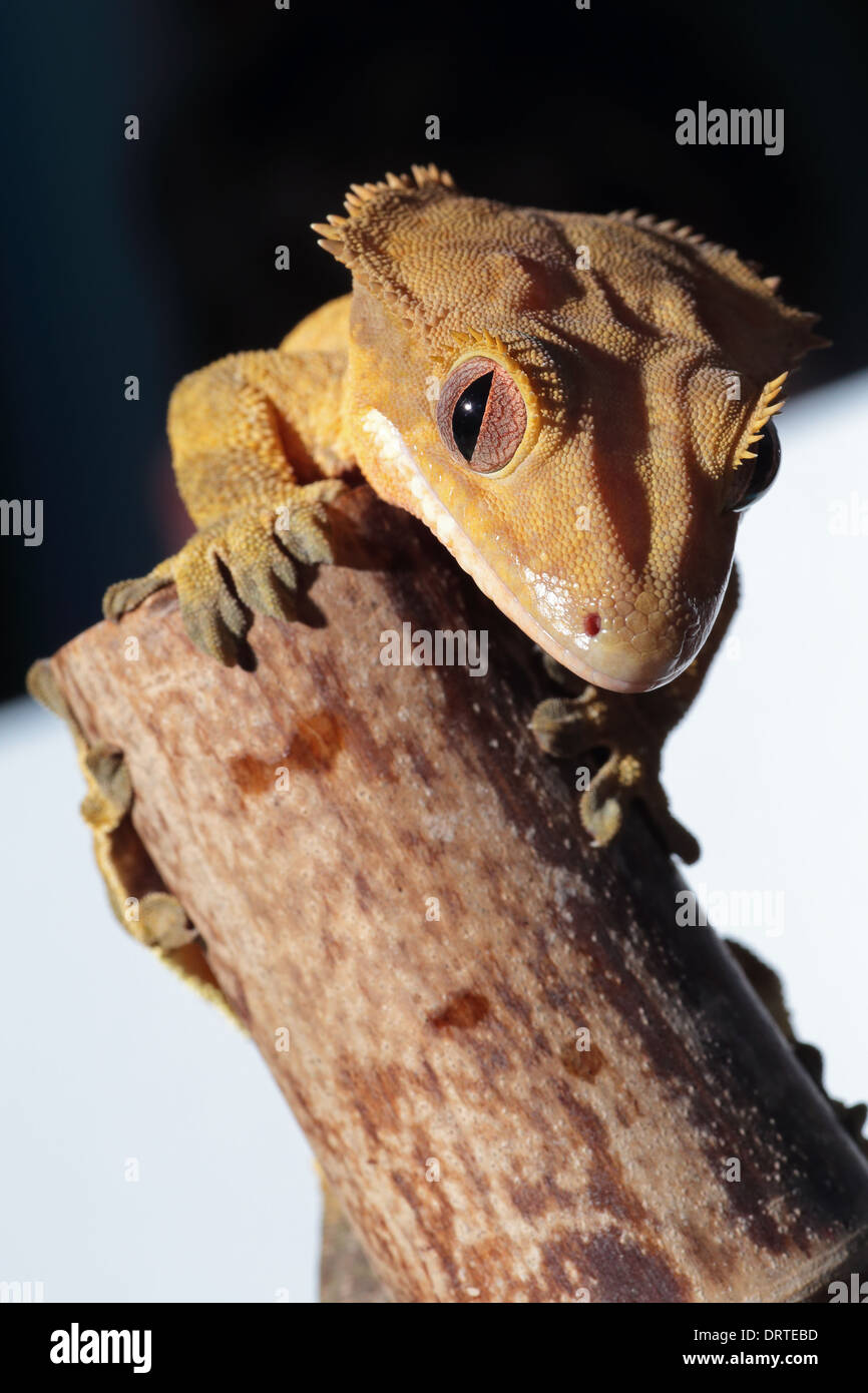 A new Caledonian crested gecko (Rhacodactylus ciliatus) climbing a ...