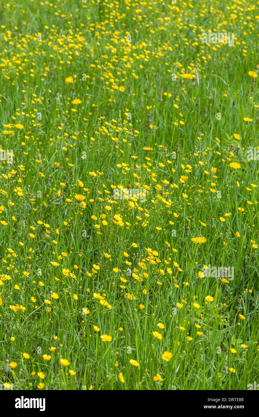Buttercup flowers hi-res stock photography and images - Alamy
