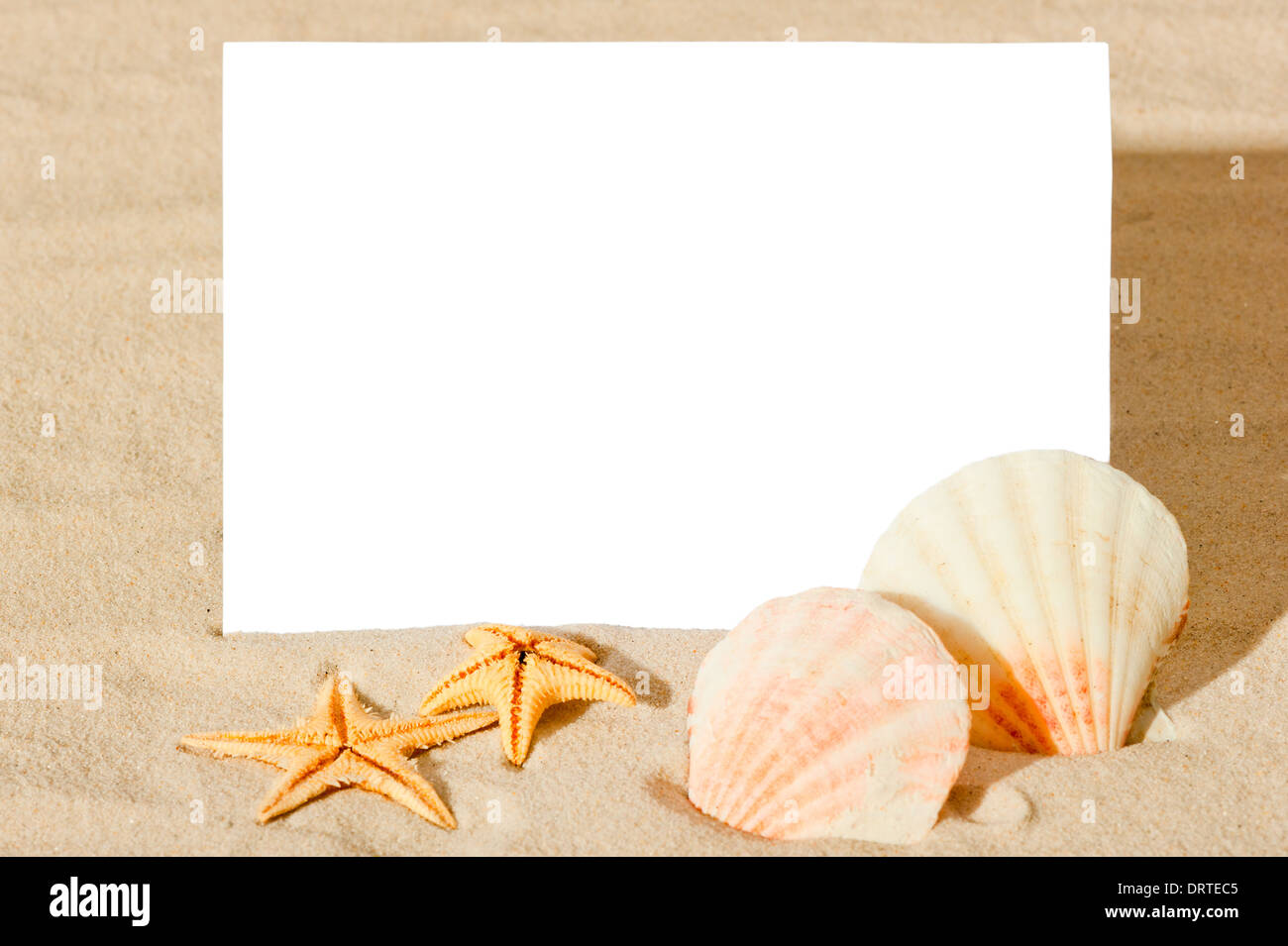 White conch seashells hi-res stock photography and images - Alamy