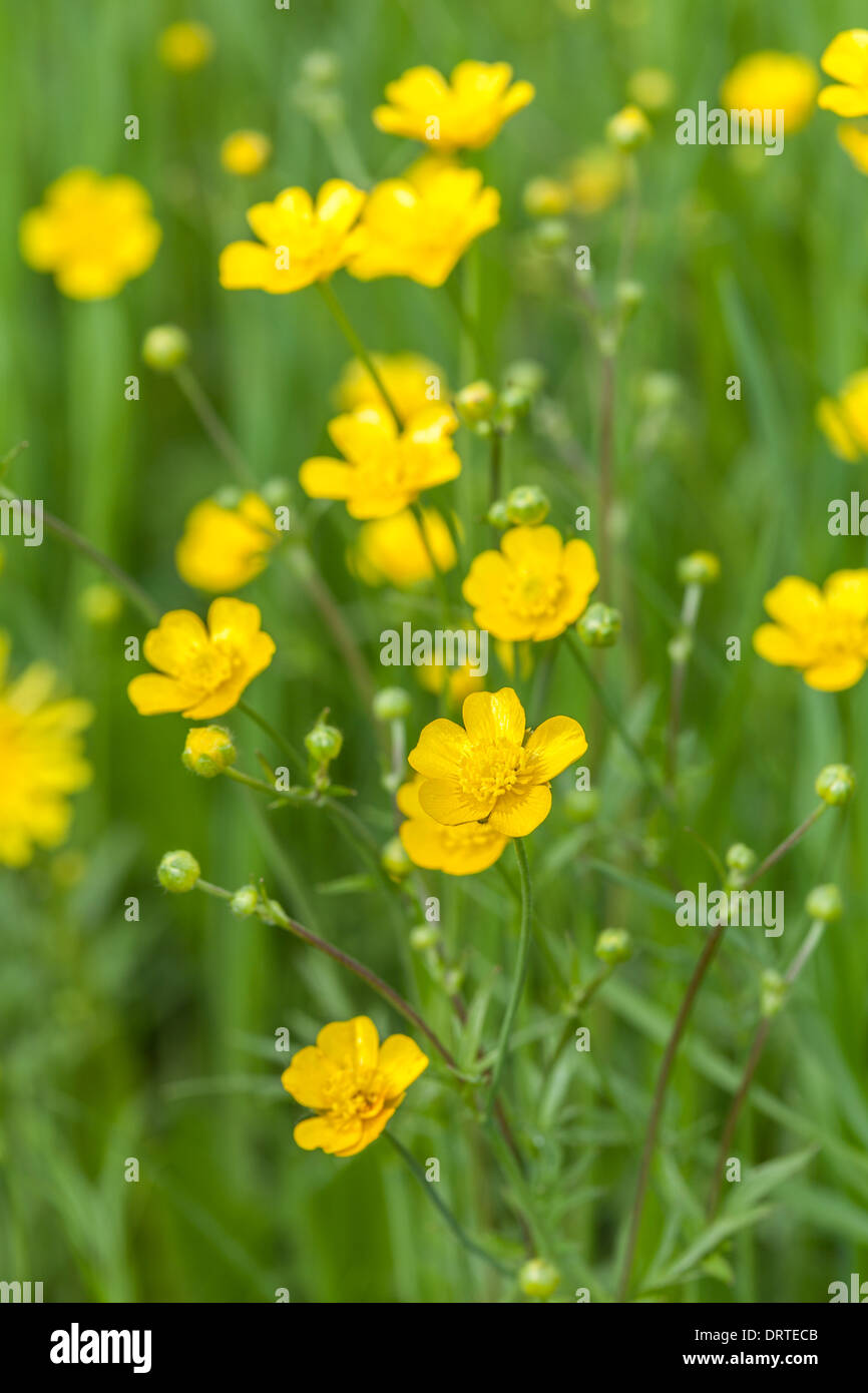 Giant buttercup hi-res stock photography and images - Alamy