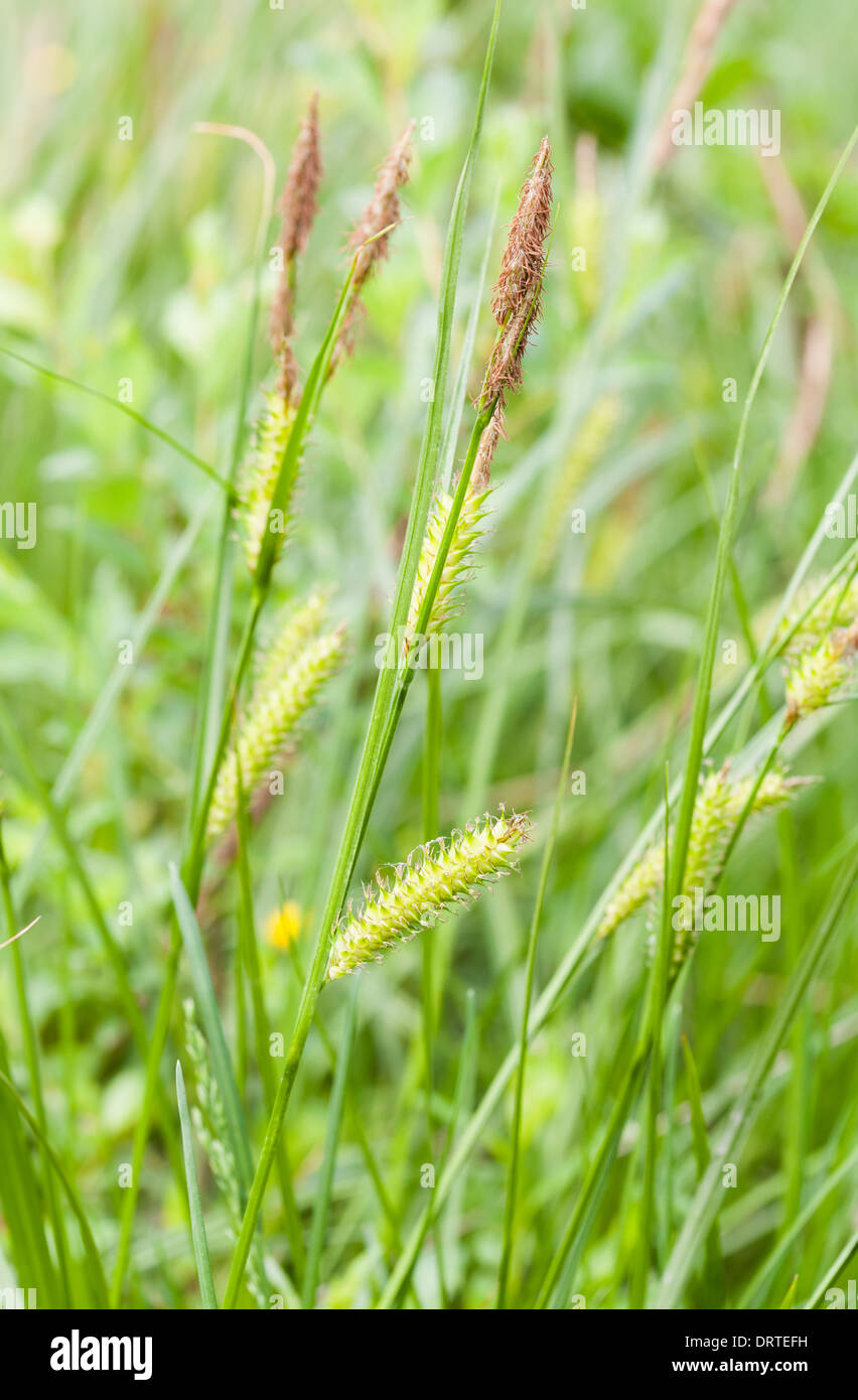 Carex hi-res stock photography and images - Alamy