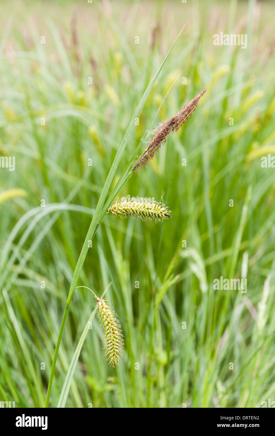 Carex hi-res stock photography and images - Alamy